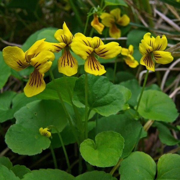 Yellow Root Plant - Etsy