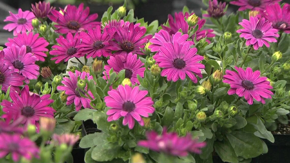 100Mix Daisy Flower Seed 10 | Etsy