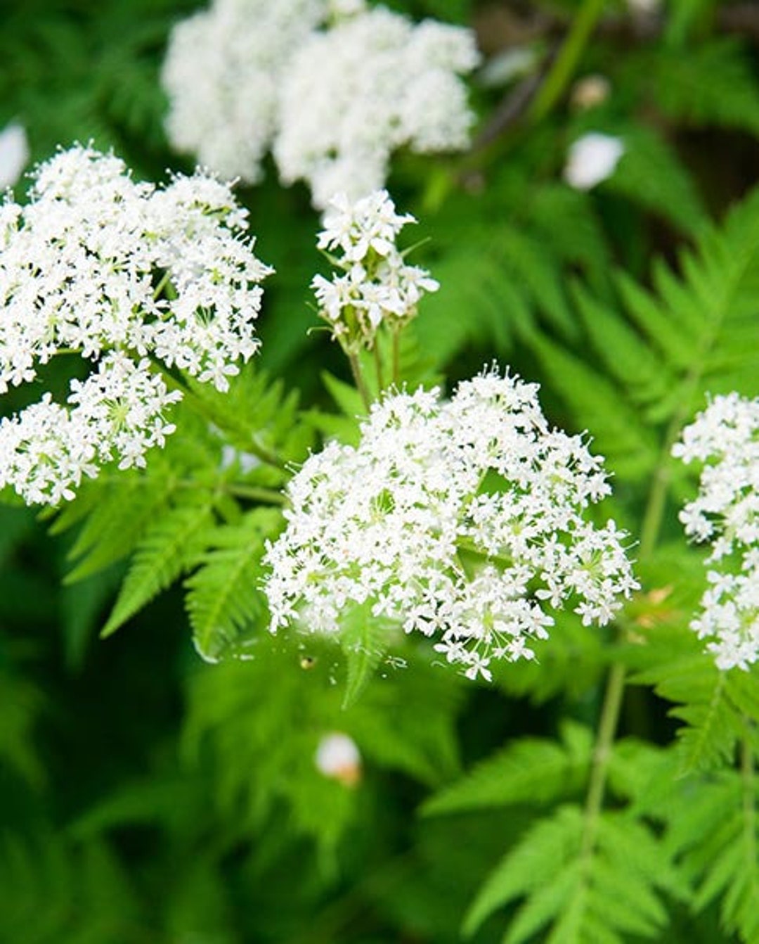 Perennial 20 Sweet Cicely Seeds Zone 3-9 Seeds Do Need Cold ...
