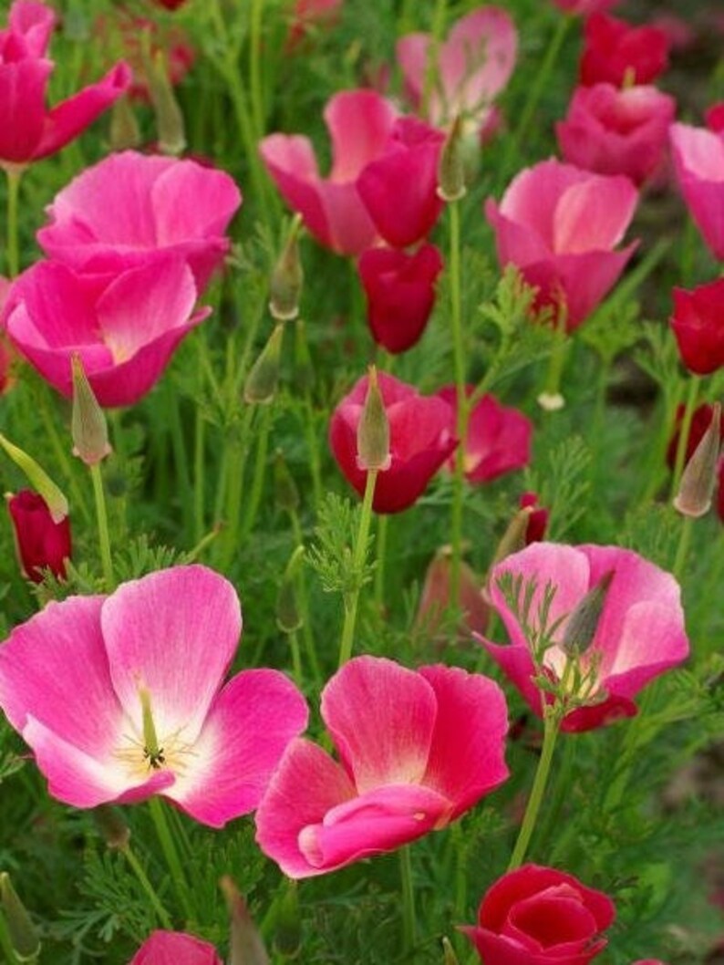 100 Carmine King California Poppy Seeds Perennial / Annual | Etsy