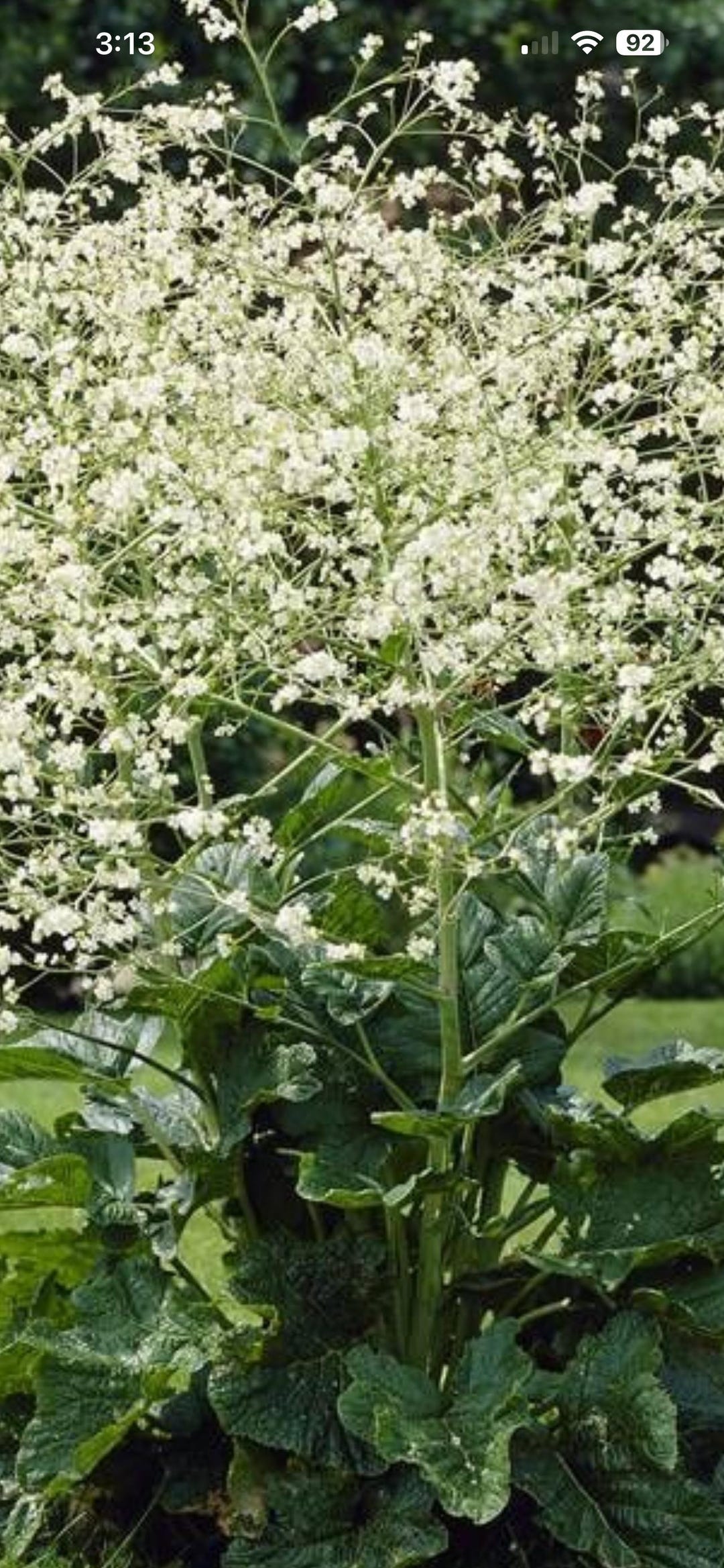 Perennial 5 Giant Sea Kale Seeds - Etsy