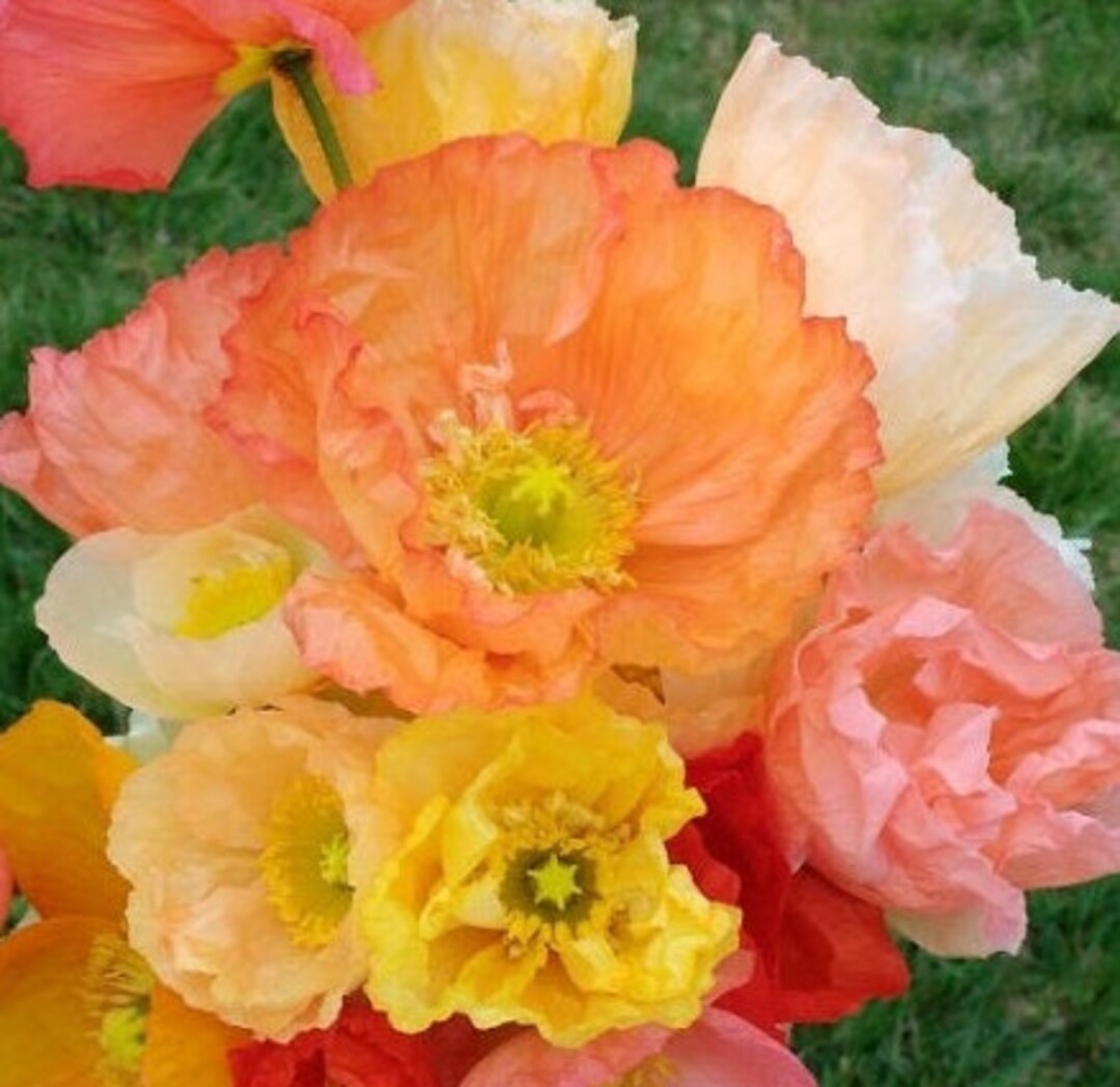 100+ Perennial Poppy Giant Iceland Gartford Seeds Zone 3-9 Seeds Do ...