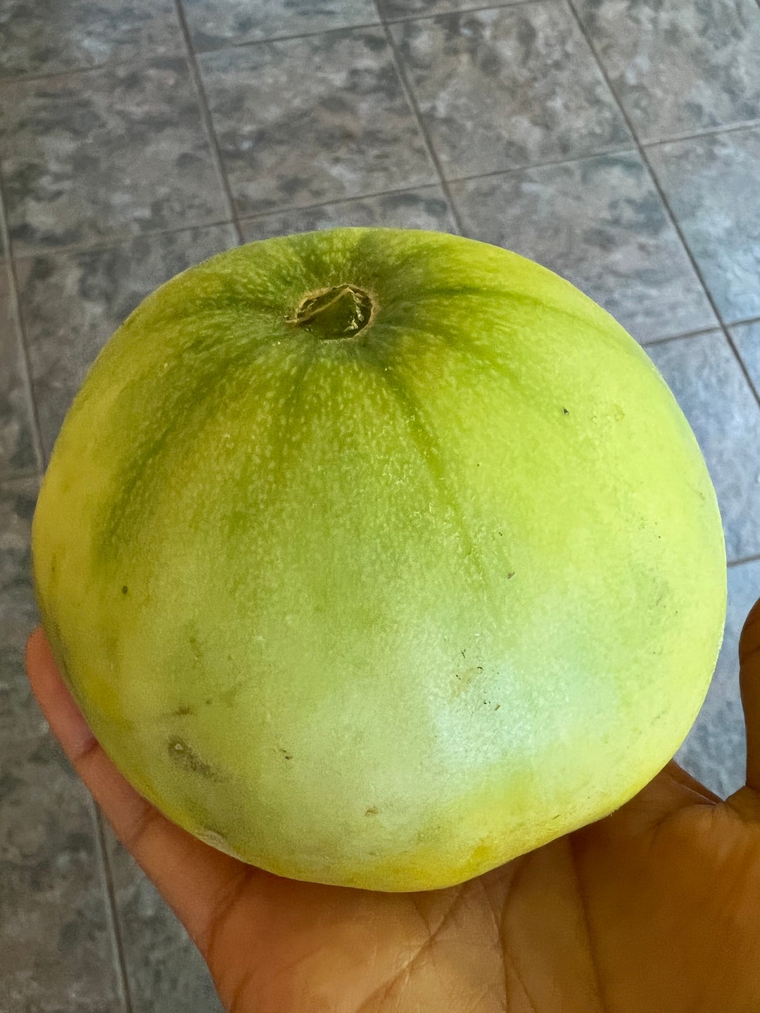 50 Japanese Melon New Melon Seeds - Etsy