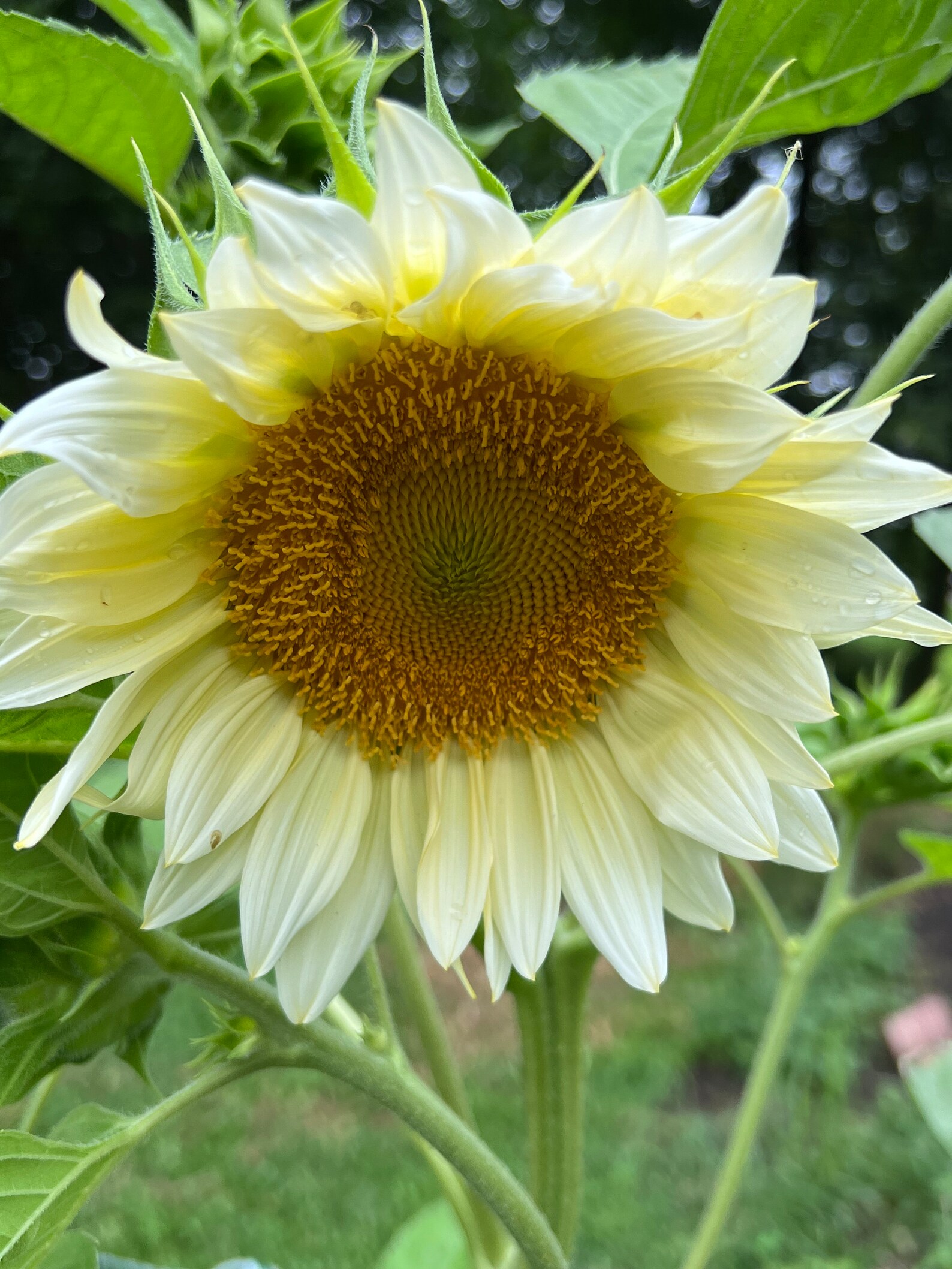 Procut White Lite Sunflower 10 Seeds #07 - Etsy