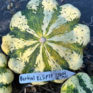 20 Summer Squash Partial Eclipse F1 Seeds - Etsy