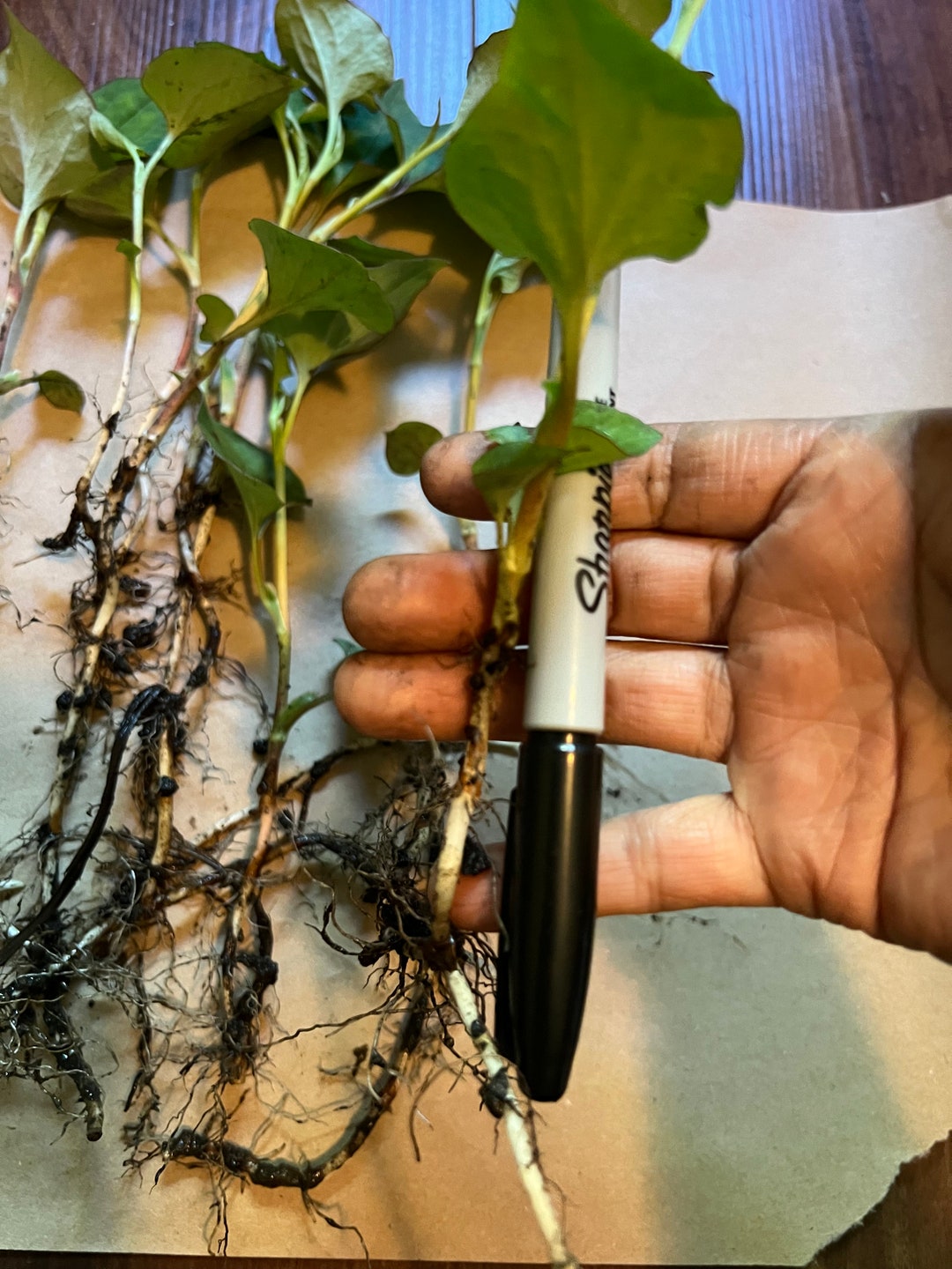 Perennial 5 Fish Mint Bare Root Plant Organic - Etsy