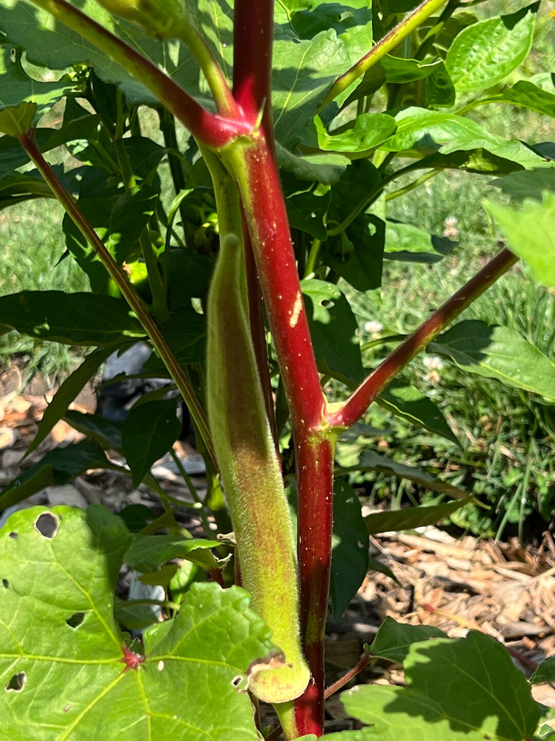 50puerto Rico Everblush Okra Seeds - Etsy
