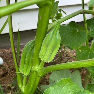 50 Giant Okra Beck's Big Buck Seeds Organic - Etsy