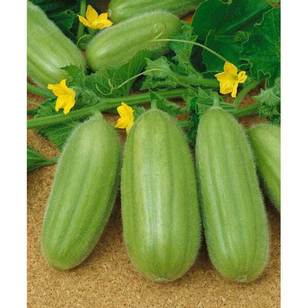 Italian Cucumber Seeds - Etsy
