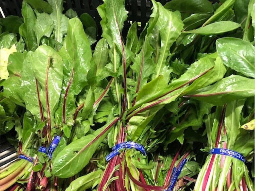 Perennial 50 Italian Dandelion Italiko Red Seeds Zone 3-9 - Etsy