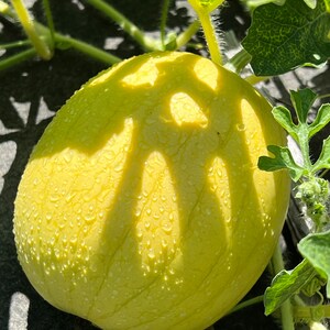 20 Lemon Drop Watermelon Seeds #03 - Etsy