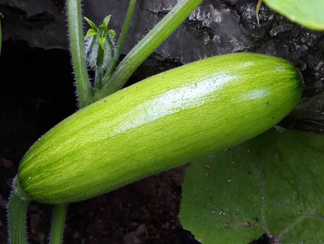 20 Korean Squash Meot Jaeng I Ae Summer Seeds - Etsy