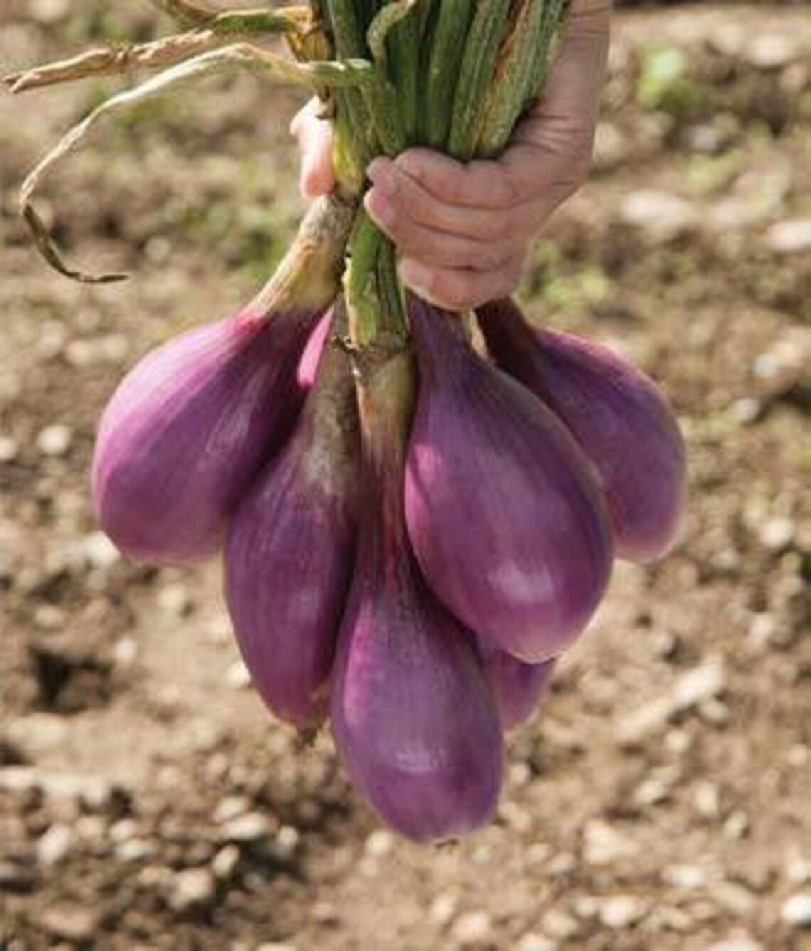 20italian Long Red Florence Onion Seeds 97 | Etsy