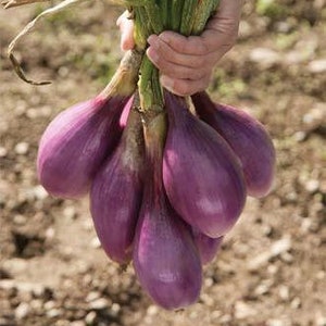 20italian Long Red Florence Onion Seeds 97 - Etsy