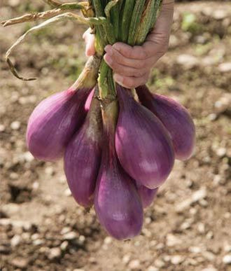 20italian Long Red Florence Onion Seeds 97 - Etsy