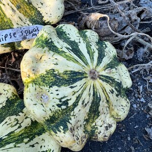 20 Summer Squash Partial Eclipse F1 Seeds - Etsy