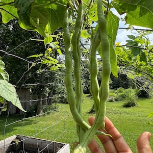 20 Fortex Filet Pole Bean Seeds #A1 - Etsy