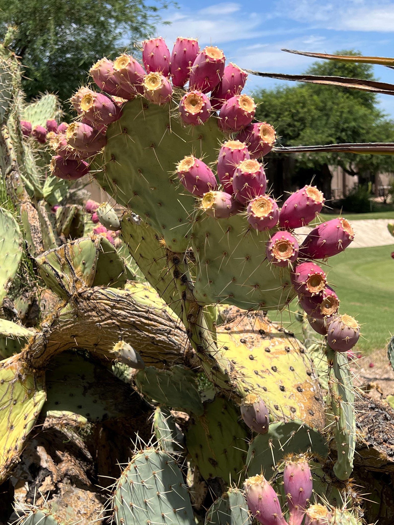 10 Eastern Prickly Pear Seeds - Etsy