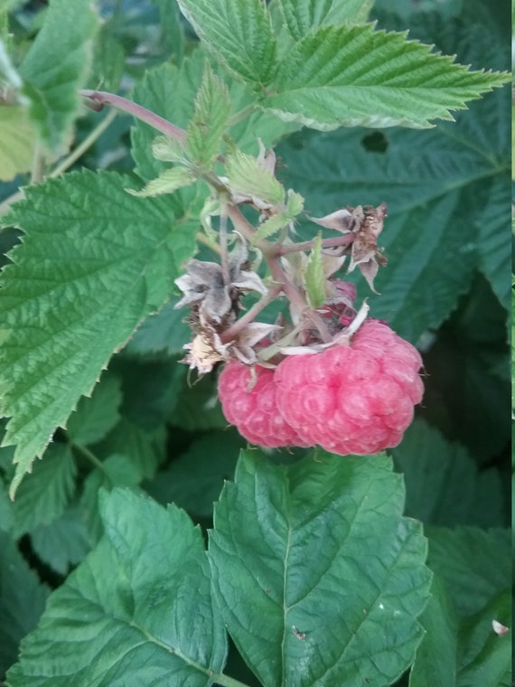 AAC Eden thornless raspberry 2 bare root plant | Etsy