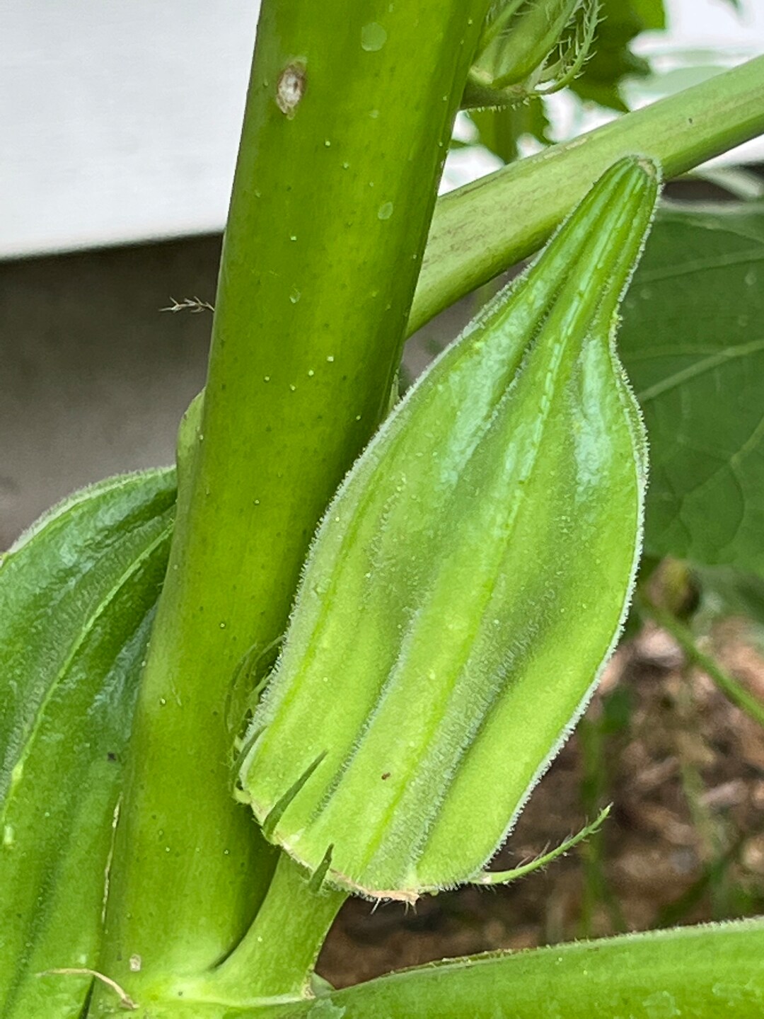 50 Giant Okra Beck's Big Buck Seeds Organic - Etsy