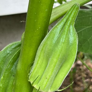 50 Giant Okra Beck's Big Buck Seeds Organic - Etsy