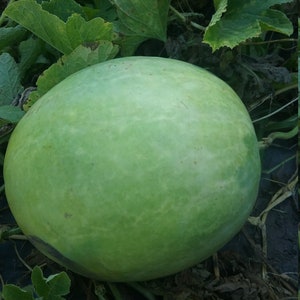 20 Desert King Watermelon Seeds Organic 05 - Etsy