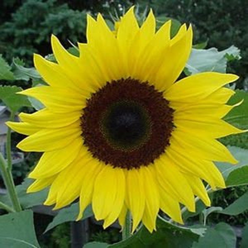 Procut Lemon Sunflower 10 Seeds 30 | Etsy