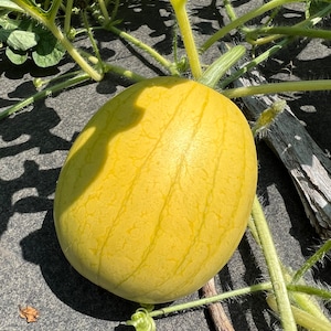 20 Lemon Drop Watermelon Seeds #03 - Etsy
