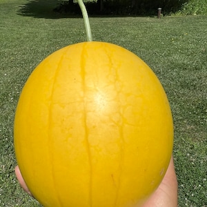 20 Lemon Drop Watermelon Seeds #03 - Etsy