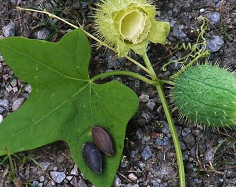 40 Sambar Cucumber Seeds Ancient Indian Heirloom Variety - Etsy