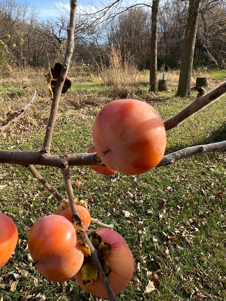 Perennial 20 Native American Persimmon Seed Organic - Etsy
