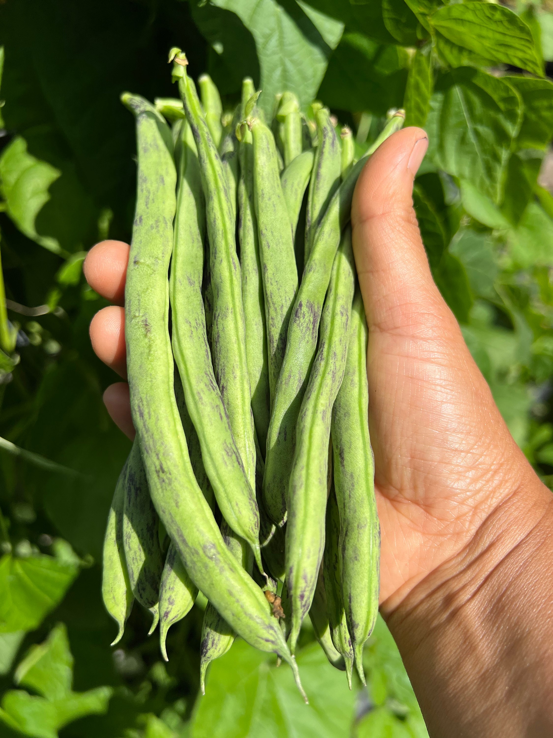Rattlesnake Beans Seeds