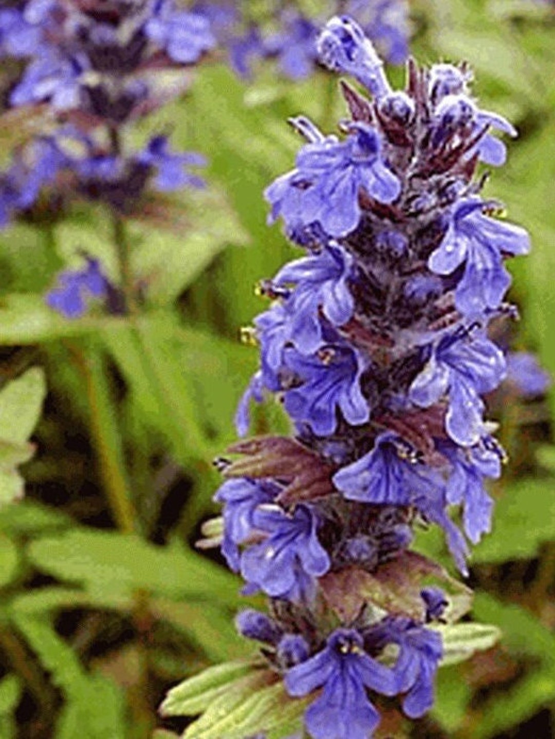 Perennial 100 Blue Sage Seeds ZONE 4-9 0196 - Etsy