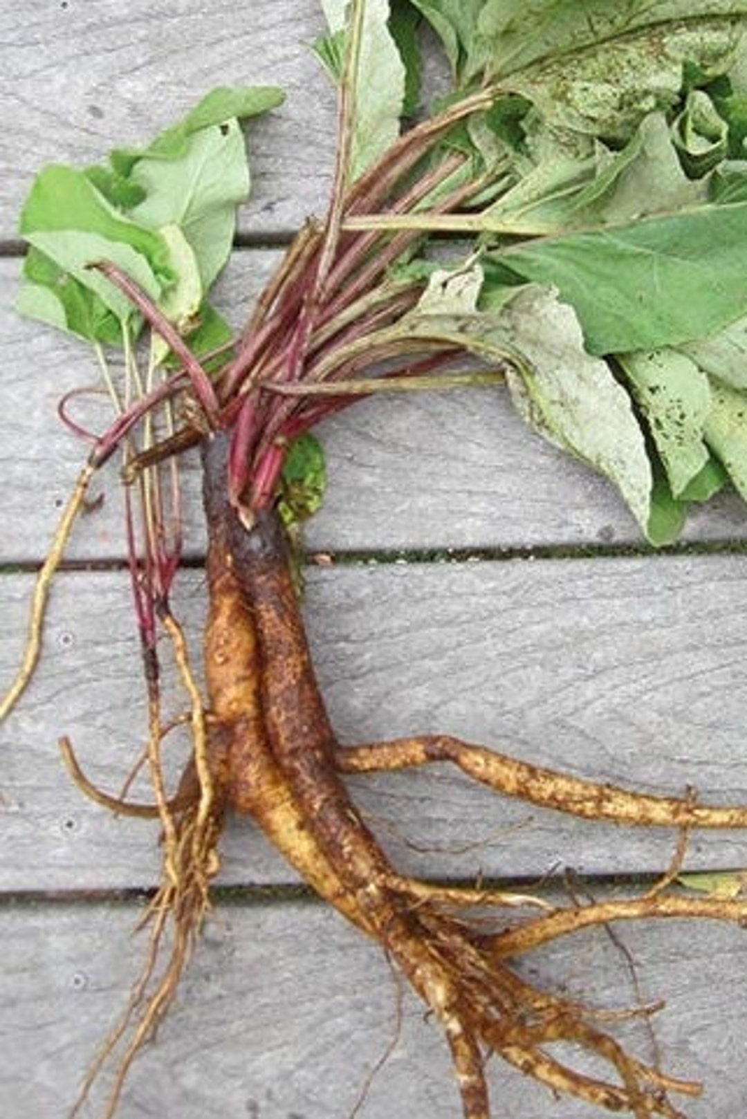 Perennial 50 Japanese Takinogawa Burdock Seeds Zone 5-9 - Etsy