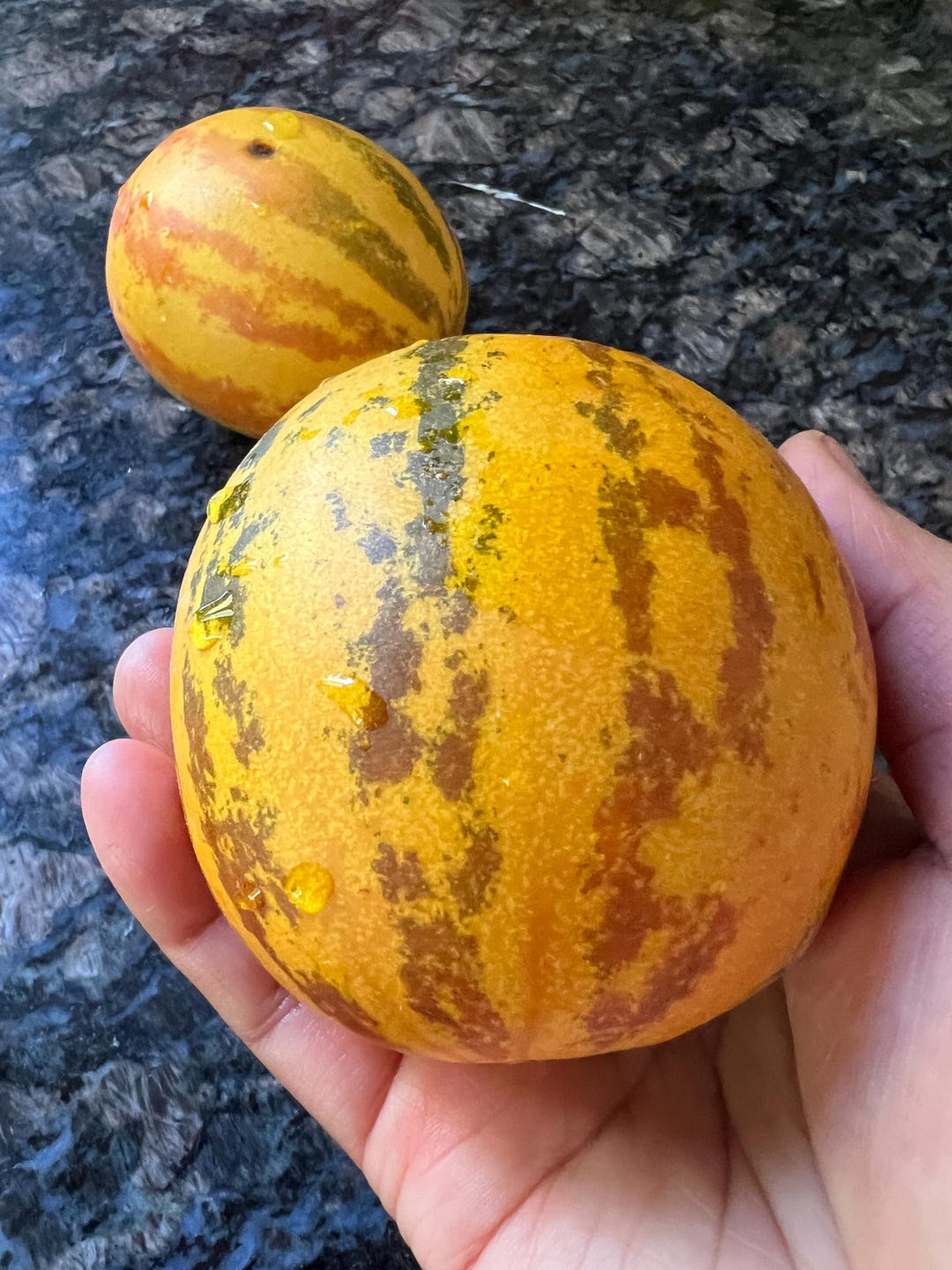 50 Melon Queen Anne's Pocket Seeds - Etsy