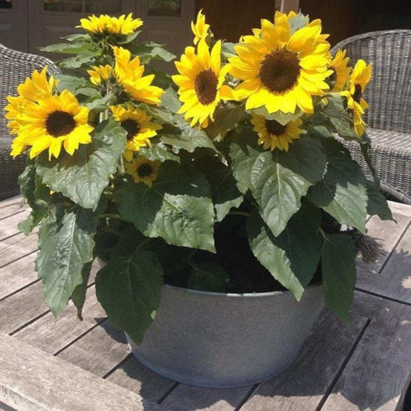 Container Sunflowers Junior 10 seeds 38 | Etsy