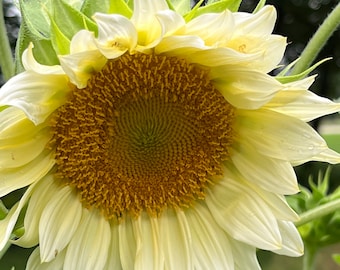 Procut Lemon Sunflower 10 Seeds 30 - Etsy