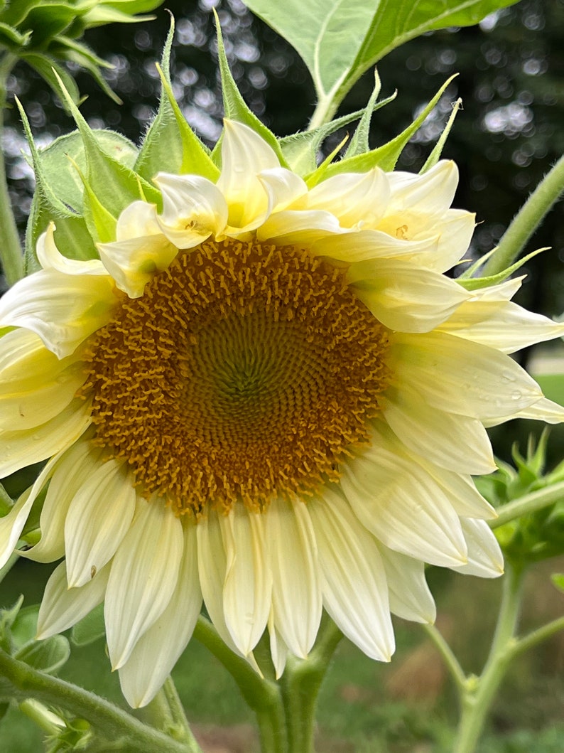 Procut White Lite Sunflower 10 Seeds #07 - Etsy