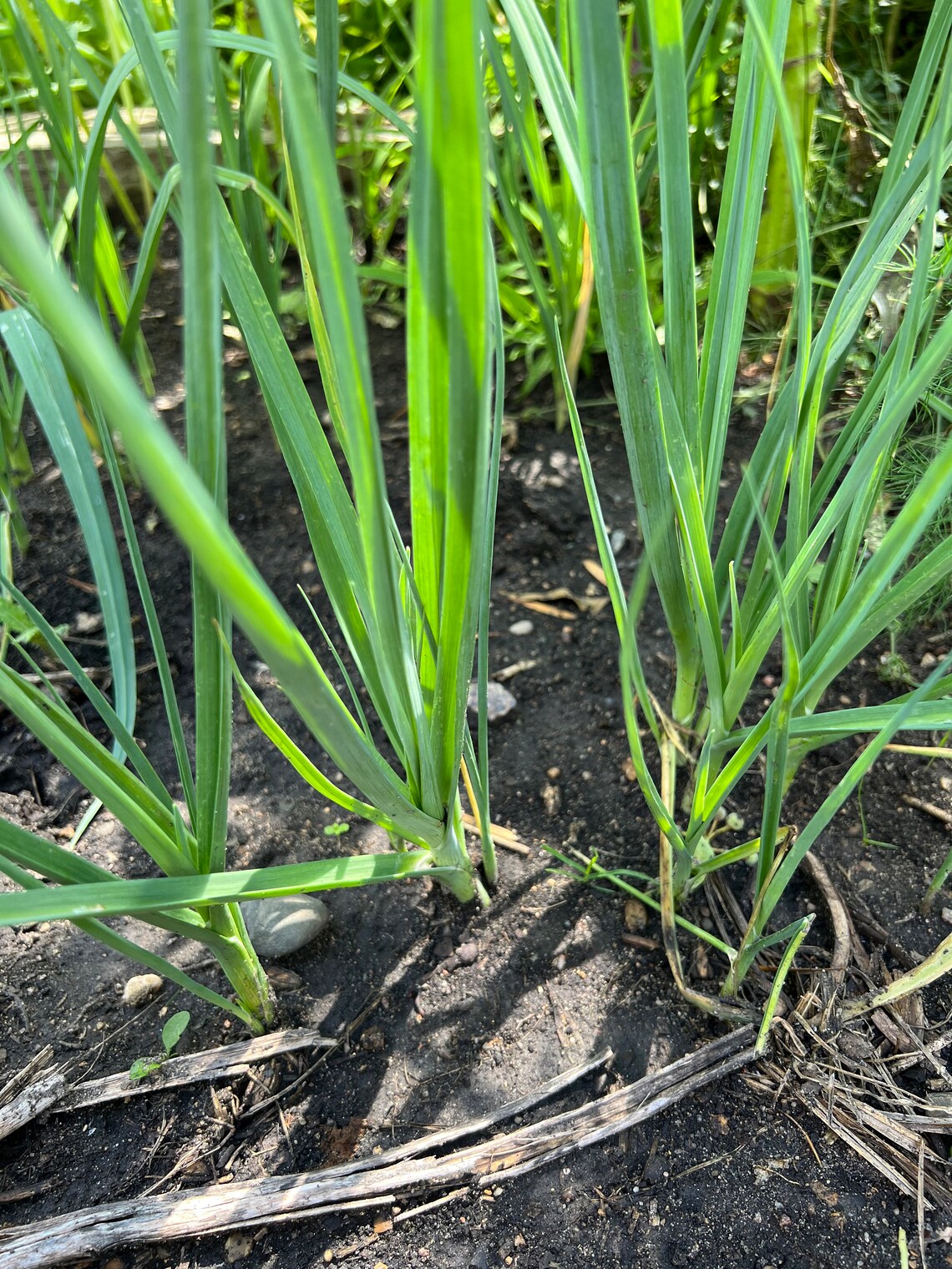 Perennial Leek Seeds Organic Seeds Zone 3-9 - Etsy