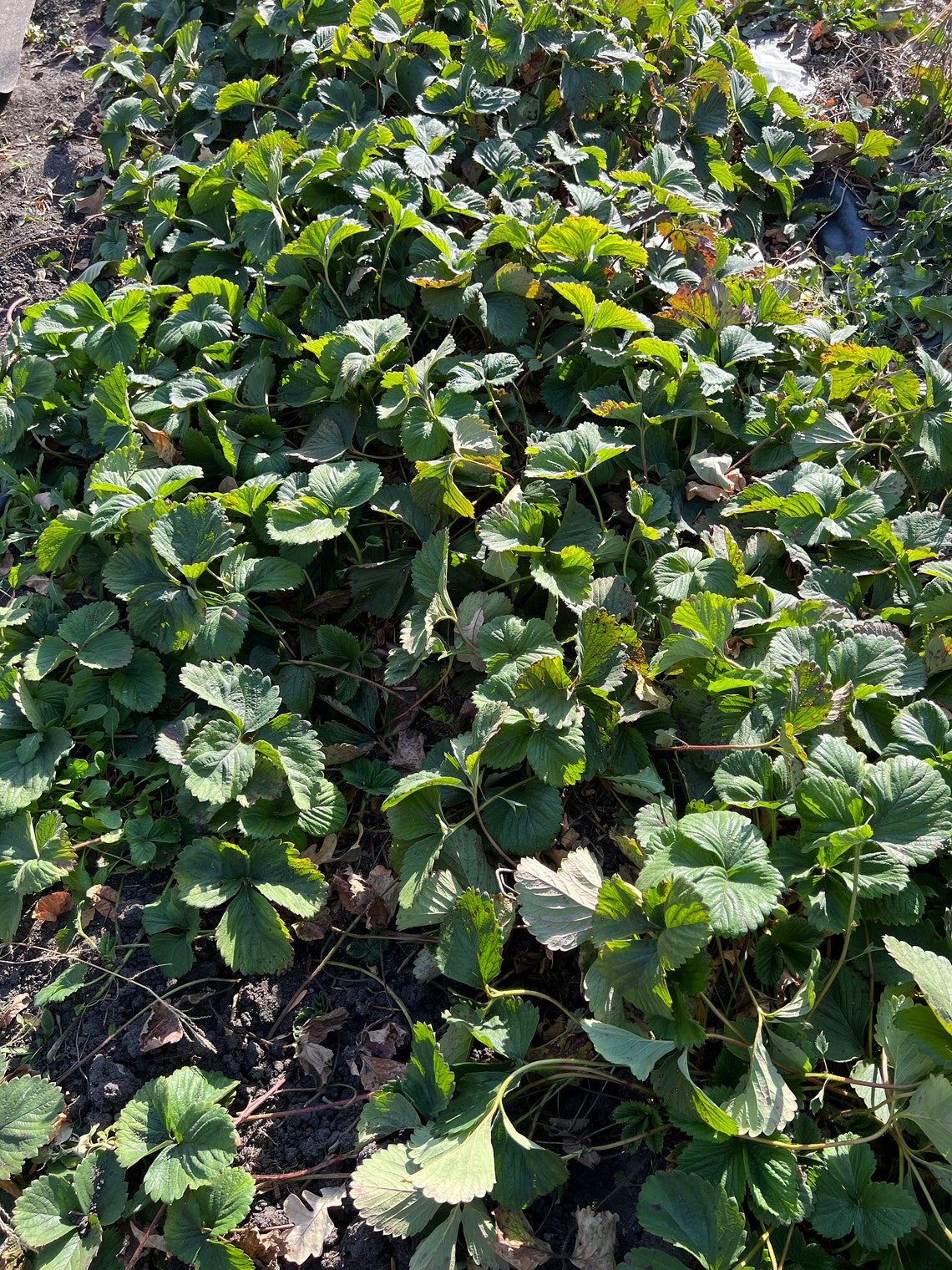 Organic 5 Maxim Strawberry Bare Root Plants - Etsy