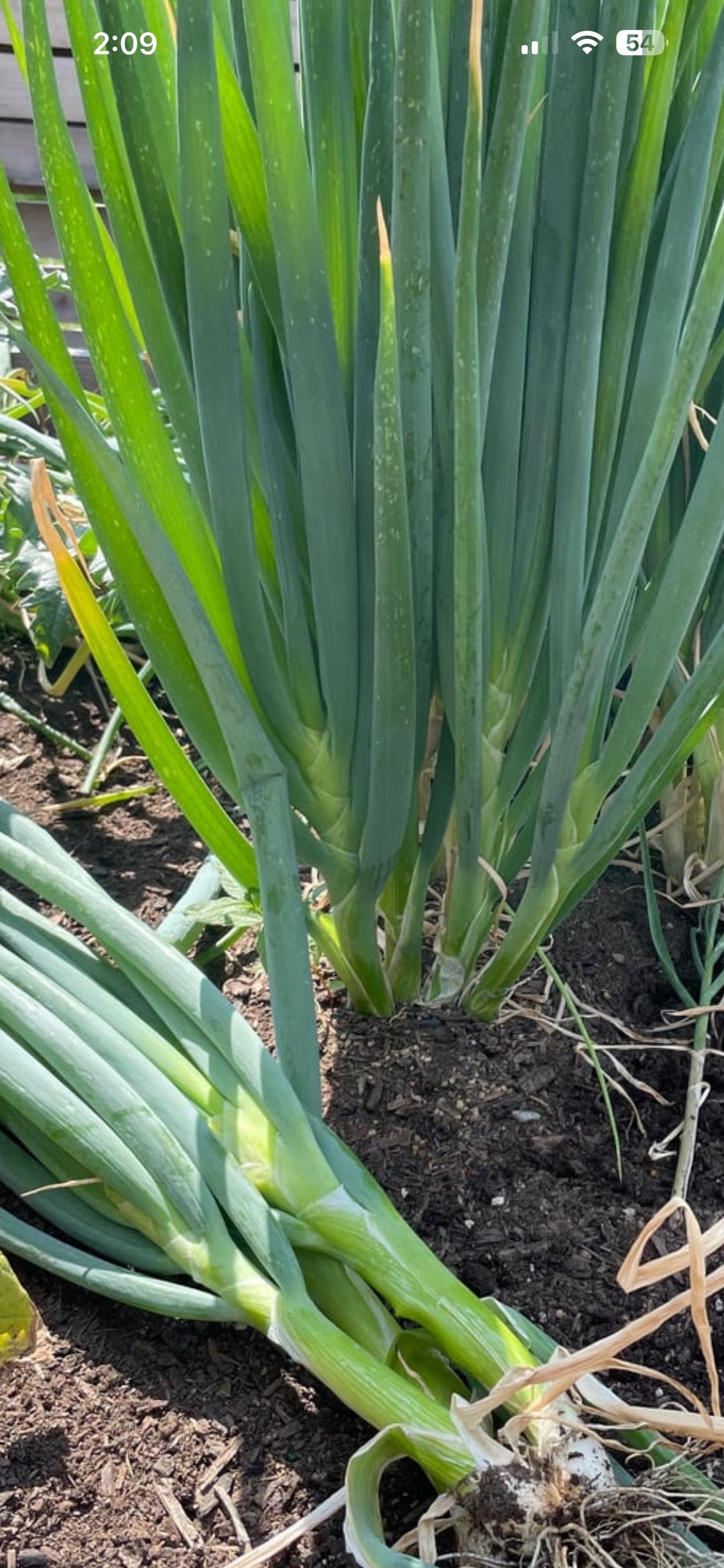 Perennial 20 Daepa Korean Large Green Onion Seeds Zones 3-9 - Etsy