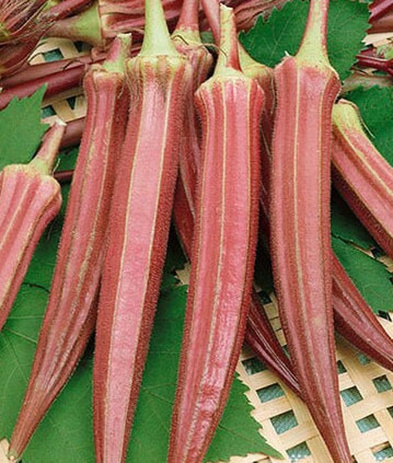 100 Jing Orange Okra Seeds - Etsy