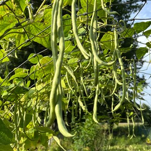20 Fortex Filet Pole Bean Seeds #A1 - Etsy