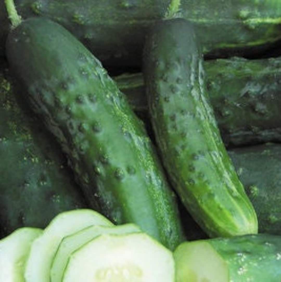 20 Japanese Climbing Cucumber Seeds - Etsy