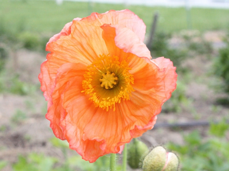 100+ Perennial Poppy Giant Iceland Gartford Seeds Zone 3-9 Seeds Do ...