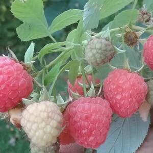 2 Double Gold Raspberry Bare Root Plants Organic - Etsy