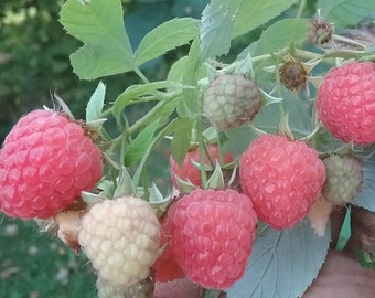 Raspberry Bare Root - Etsy