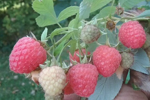 Golden Raspberry Plant