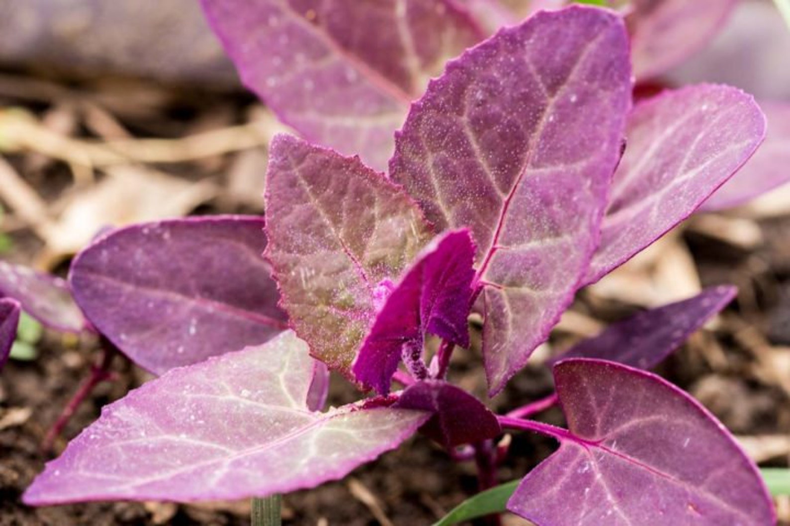 500French spinach purple Orach seeds 141 | Etsy