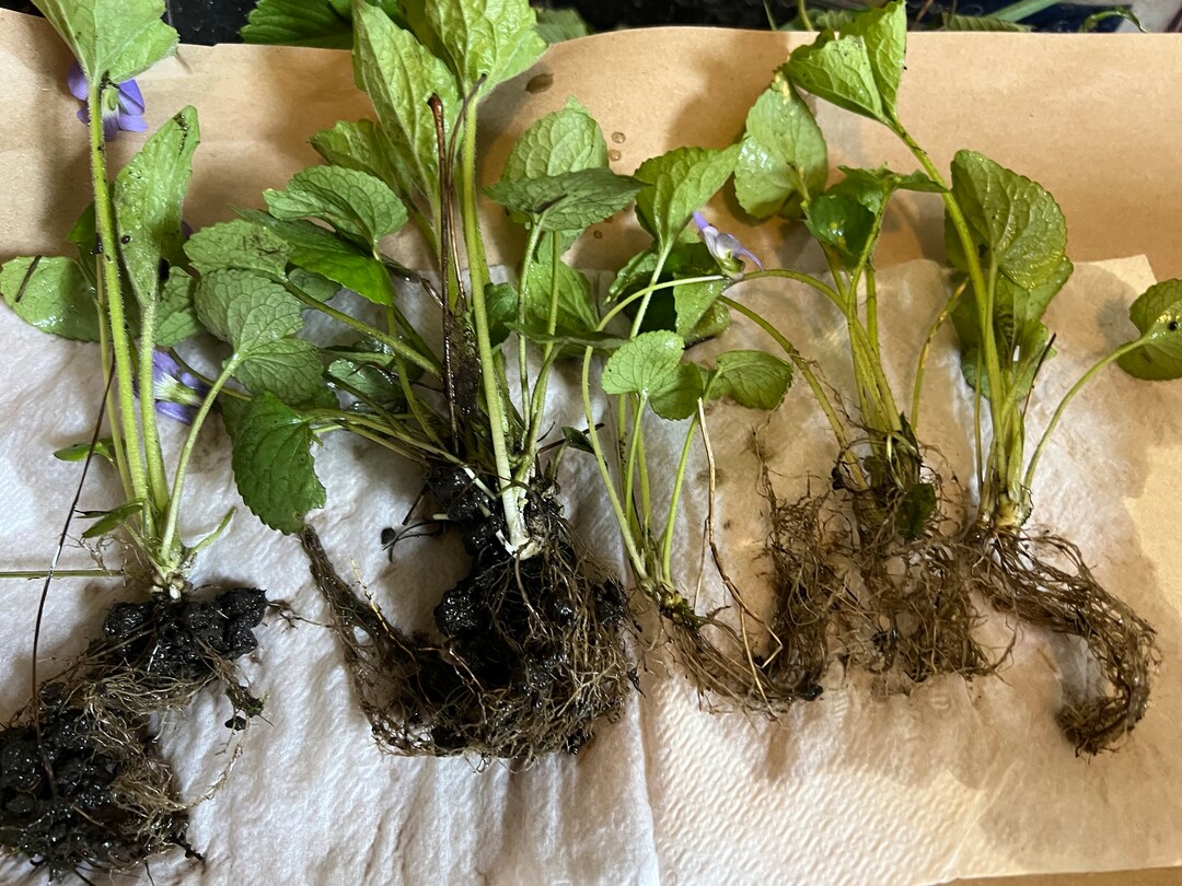 5 Wild Violets Bare Root Plants - Etsy